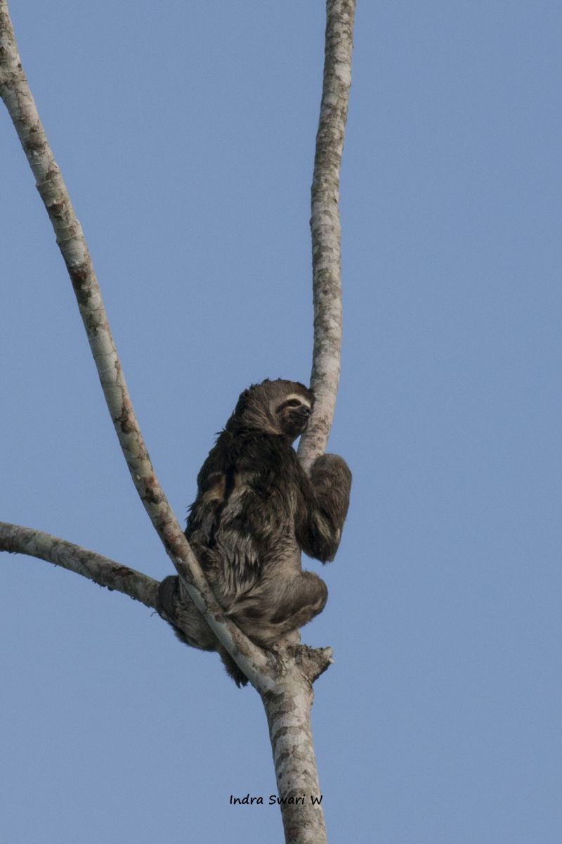 24 BINATANG KHAS DARI SELURUH DUNIA (Bagian 2)